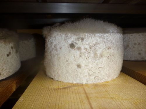 The World of Moldy Cheese: Delicious and Safe When Done Right - Partout ...